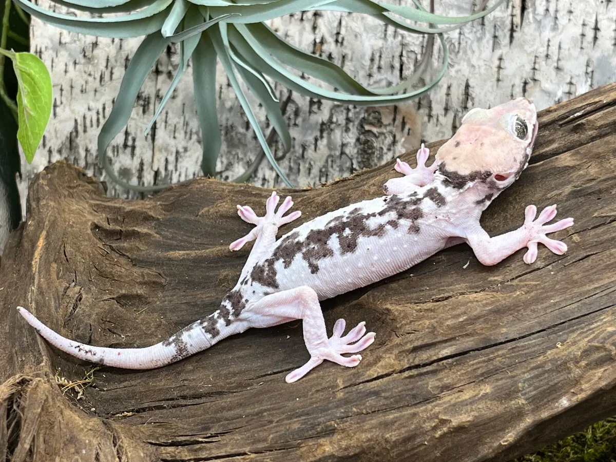 Pied Tokay Gecko by Predators Reptile Center - MorphMarket