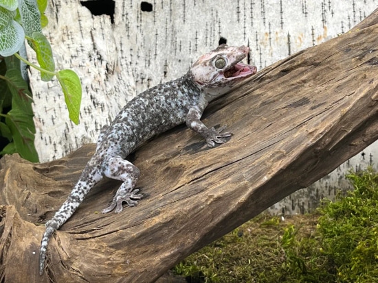 Pied Tokay Gecko by Predators Reptile Center