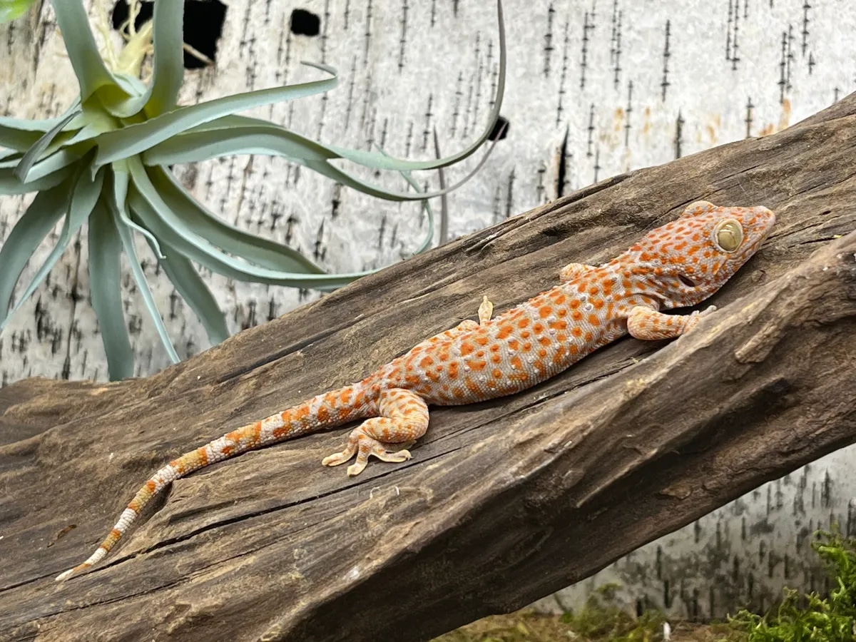 Albino Tokay Gecko by Predators Reptile Center - MorphMarket