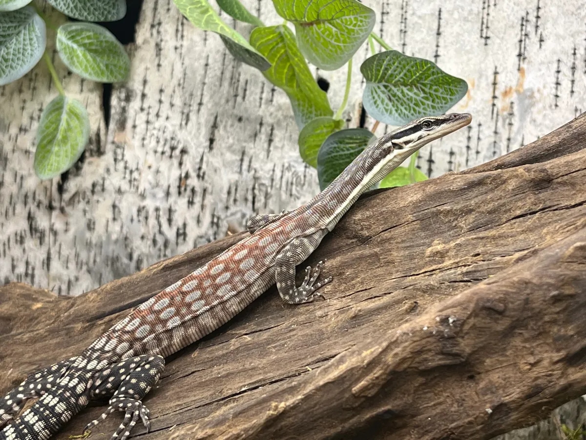 Kimberley Rock Monitors Other Monitor by Predators Reptile Center ...