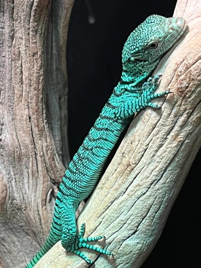 C.B.B Green Tree Monitor by Predators Reptile Center