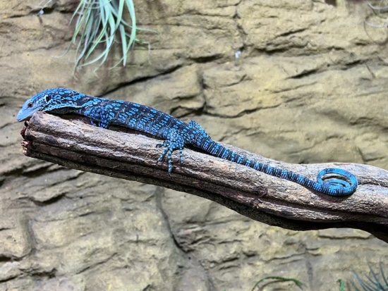 C.B.B Blue Tree Monitor by Predators Reptile Center