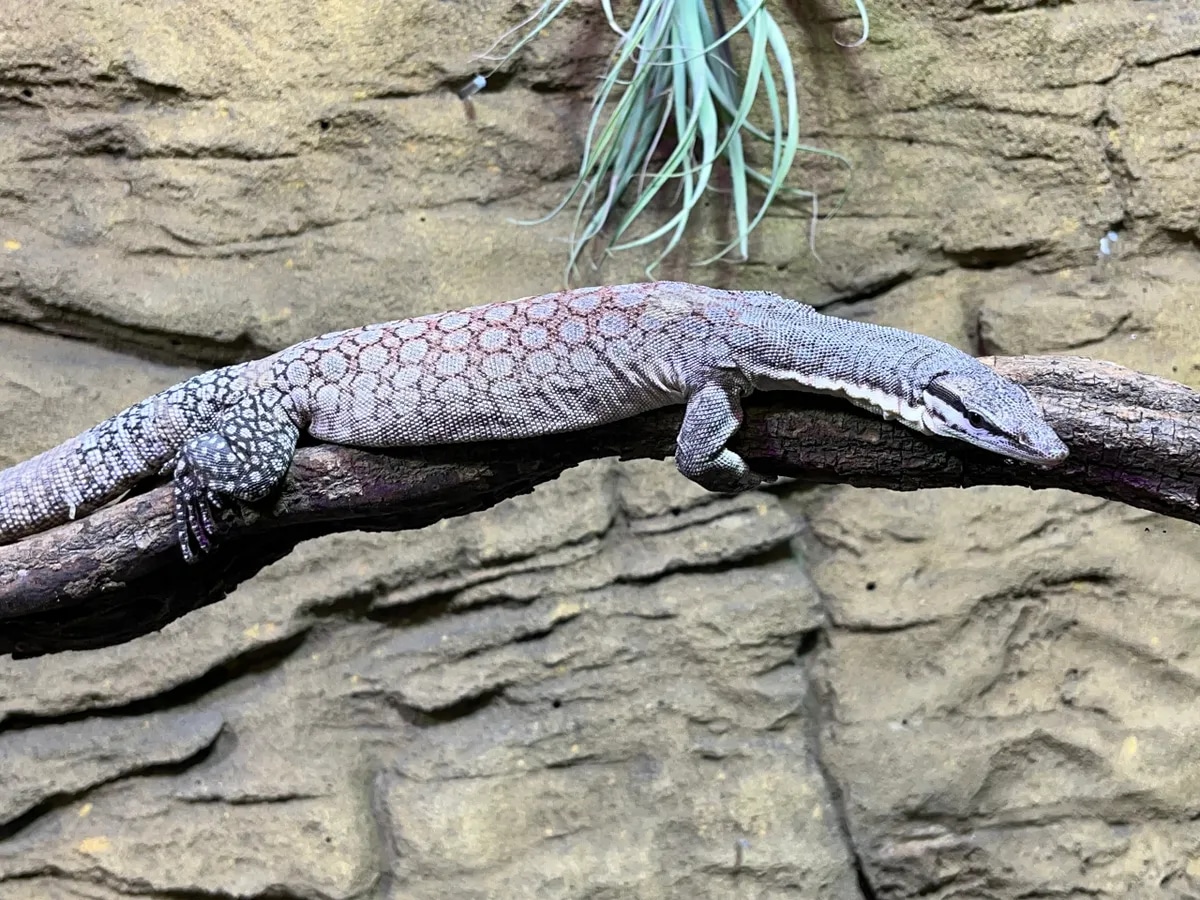 Adult Kimberley Rock Monitors Other Monitor by Predators Reptile Center ...