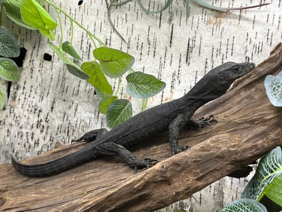 Black Dragon Water Monitor by Predators Reptile Center