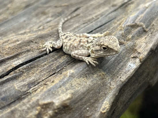 C.B.B Agama Imperialis by Predators Reptile Center