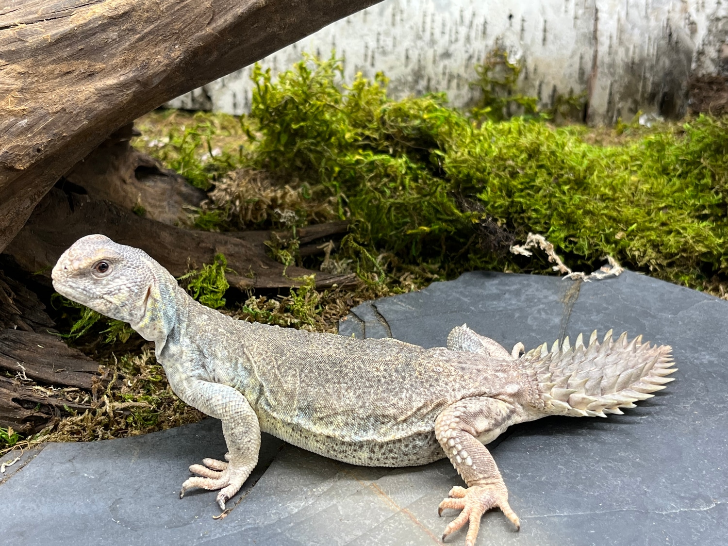Princeps Spiny-tailed Lizard by Predators Reptile Center - MorphMarket