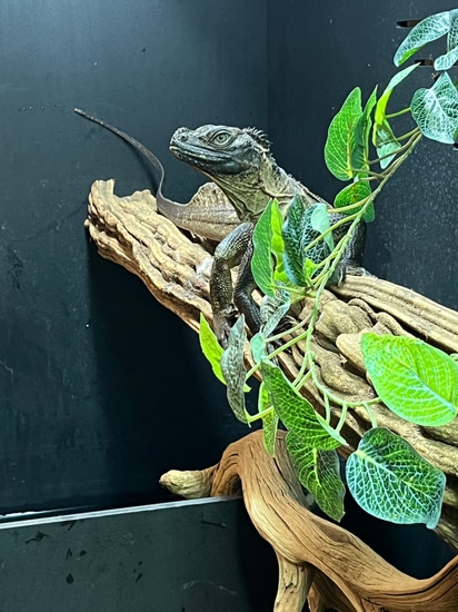 Sailfin Dragon (H. Microlophus) by Predators Reptile Center