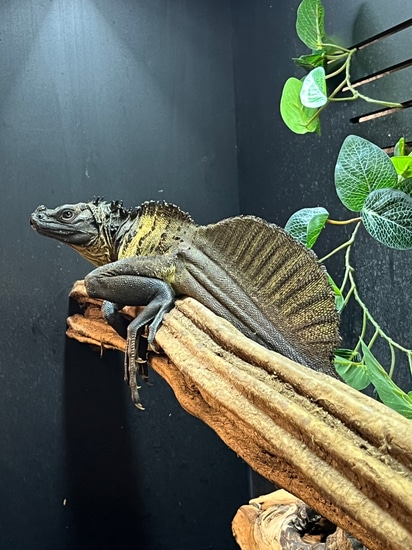 Adult Sailfin Dragon (H.Celebensis) More Lizard by Predators Reptile Center