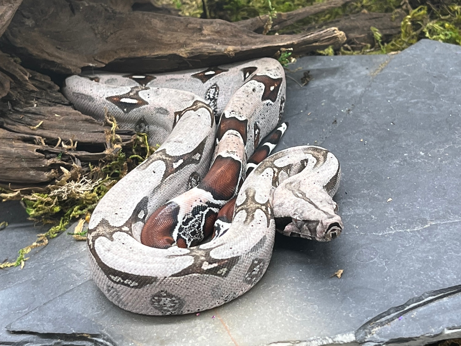 Suriname Boa True Red-tailed Boa Constrictor by Predators Reptile ...