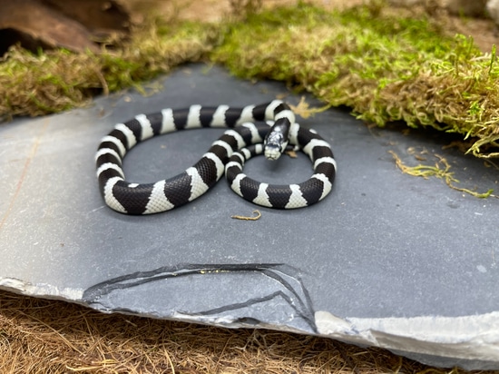 Banded California Kingsnake by Predators Reptile Center