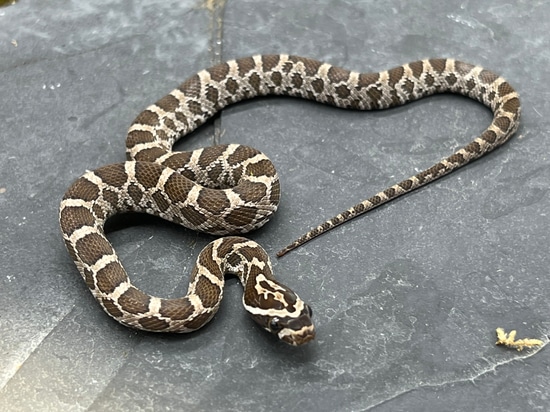 Emerys Ratsnake Other Rat Snake by Predators Reptile Center