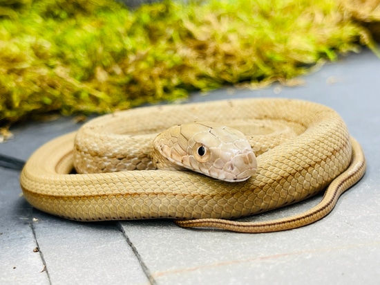 Chinese King Other Rat Snake by Predators Reptile Center