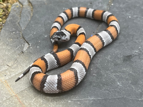 Sanderson Gray Banded Kingsnake Gray-Banded Kingsnake by Predators ...