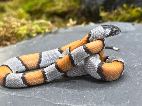 Langtry Gray Banded Kingsnake Gray-Banded Kingsnake by Predators ...