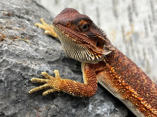 Monster Bearded Dragon Central Bearded Dragon by Predators Reptile Center
