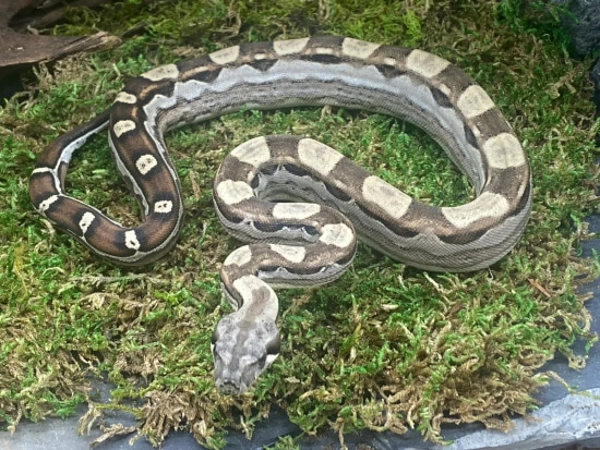 Motley Boa Boa Constrictor by Predators Reptile Center