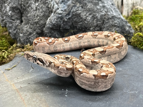 Hypo Aztec Boa Boa Constrictor by Predators Reptile Center