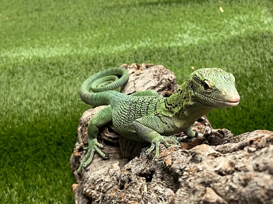 LTC Emerald Green Tree Monitors Pair by Predators Reptile Center