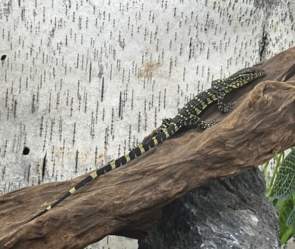 Ornate Nile Monitors by Predators Reptile Center