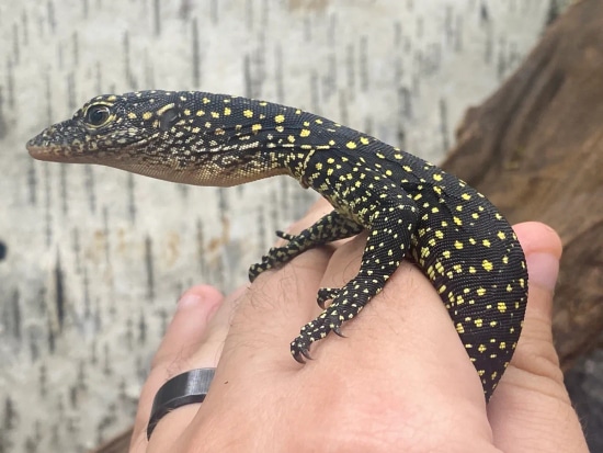 Mangrove Monitors by Predators Reptile Center