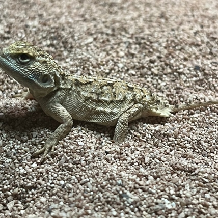 C.B.B Agama Imperialis by Predators Reptile Center - MorphMarket
