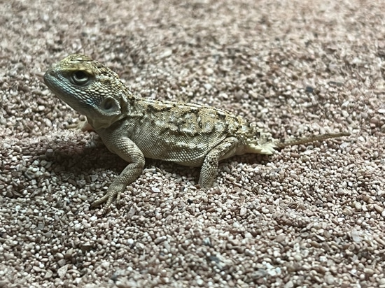 C.B.B Shield Tail Agama by Predators Reptile Center