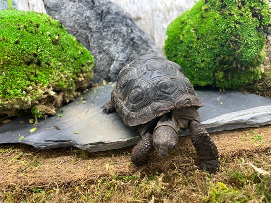 Aldabra Tortoise by Predators Reptile Center