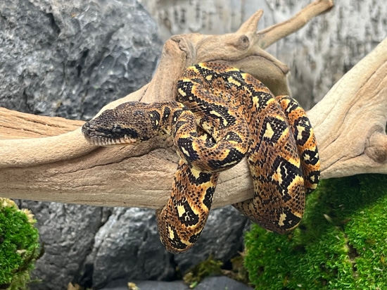 Madagascar Tree Boa (Western Sanzinia) Other Tree Boa by Predators ...