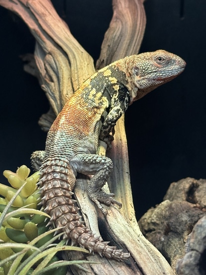 Ctenosaura Defensor Pair Other Iguana by Predators Reptile Center