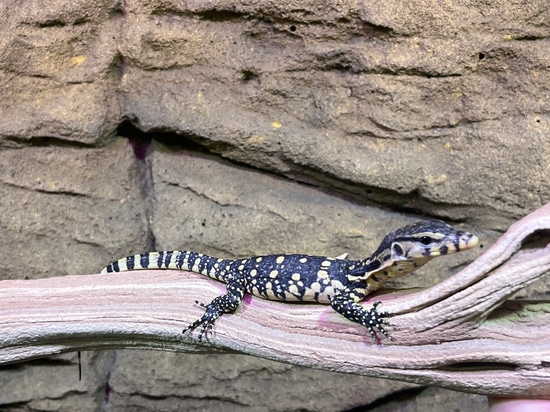 Guru Water Monitors by Predators Reptile Center