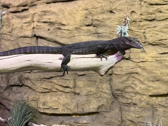 Black Dragon Water Monitor by Predators Reptile Center
