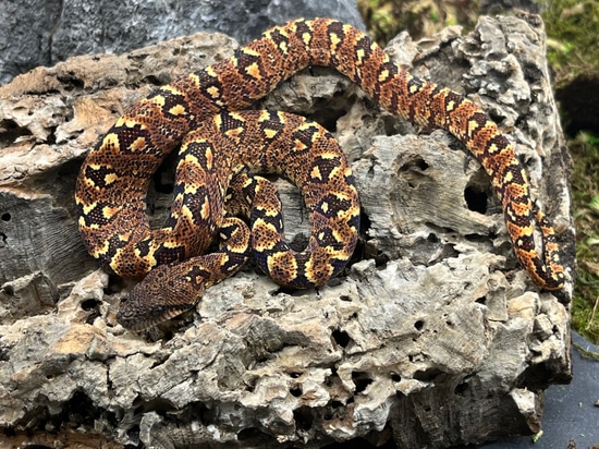 Madagascar Tree Boa (Western Sanzinia) Other Tree Boa by Predators ...