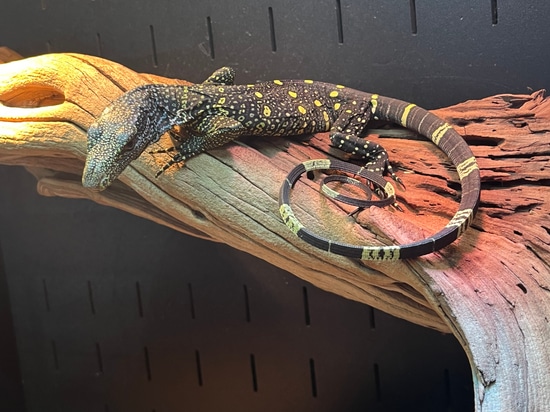 Hatchling Crocodile Monitor by Predators Reptile Center