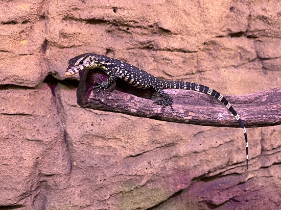 Double Het Sulphar Black Dragon Water Monitor by Predators Reptile Center