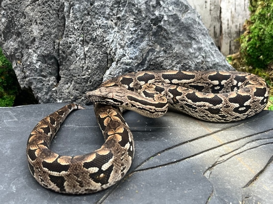 Dumerils Boa Dumeril's Boa by Predators Reptile Center