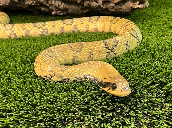 US Hypo False Water Cobra by Predators Reptile Center