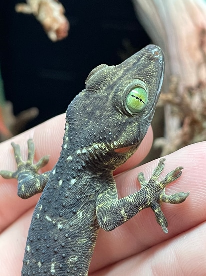 USCBB Green Eye Gecko More Gecko by Predators Reptile Center