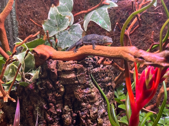 Eurydactylodes Agricolae Chameleon Gecko by Predators Reptile Center