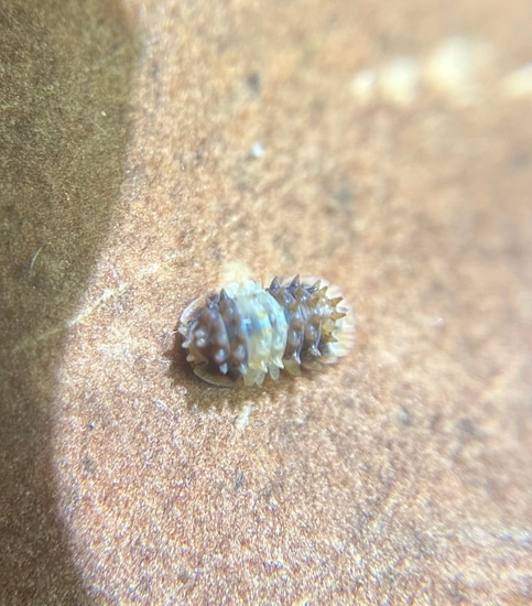 Thai Spiky Isopods 5 Count by Predators Reptile Center