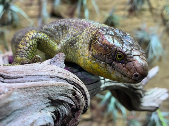 Monkey-Tailed Skink by Predators Reptile Center