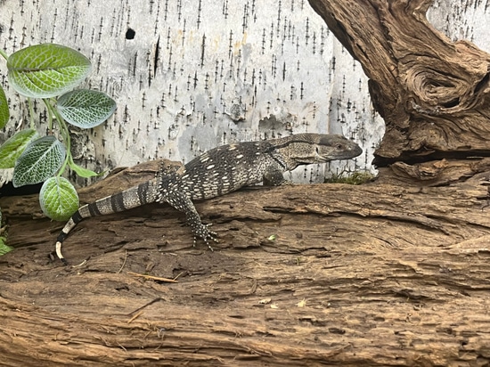 CBB Mozambique White Throat Monitor White-Throated Monitor by Predators ...
