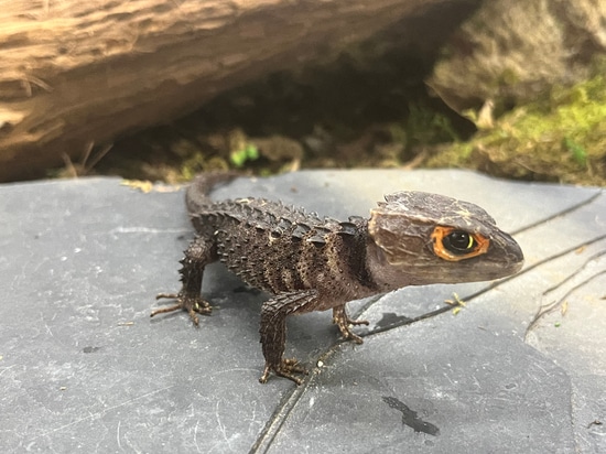 Red-Eyed Croc Skink More Skink by Predators Reptile Center