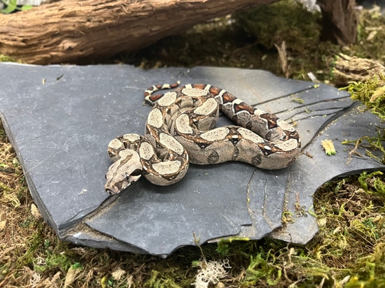 C.B.B Colombian Red-tail Boa Boa Constrictor by Predators Reptile Center