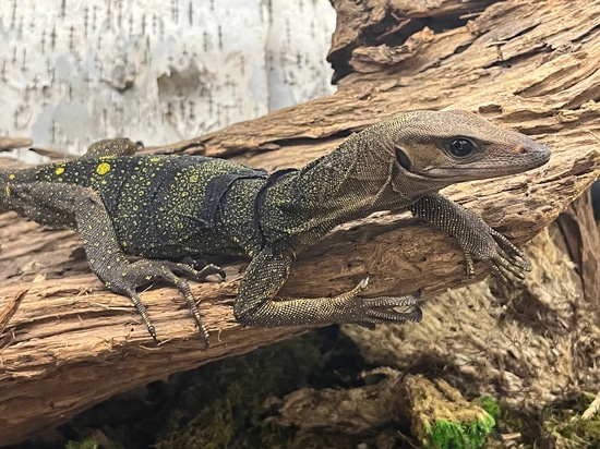 Spiny-Neck Monitor Other Monitor by Predators Reptile Center