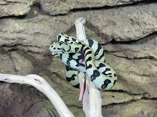 Jungle Jaguar Carpet Python Jungle Carpet Python by Predators Reptile ...