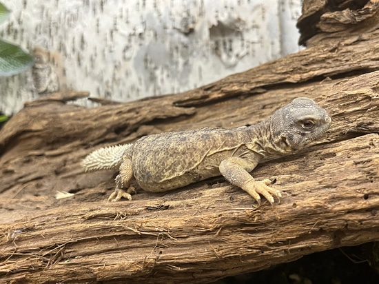 Egyptian Uromastyx by Predators Reptile Center