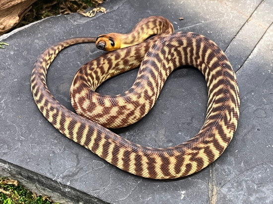 Woma Python by Predators Reptile Center
