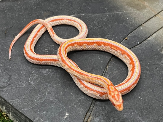 Extreme Reverse Okeetee Corn Snake by Predators Reptile Center