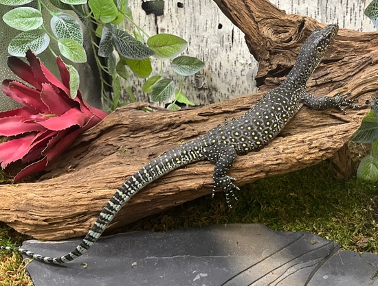 Blue-tailed Monitor Other Monitor by Predators Reptile Center