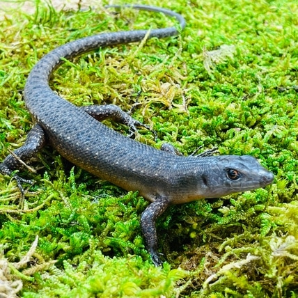 Emo Tree Skink More Skink by Predators Reptile Center